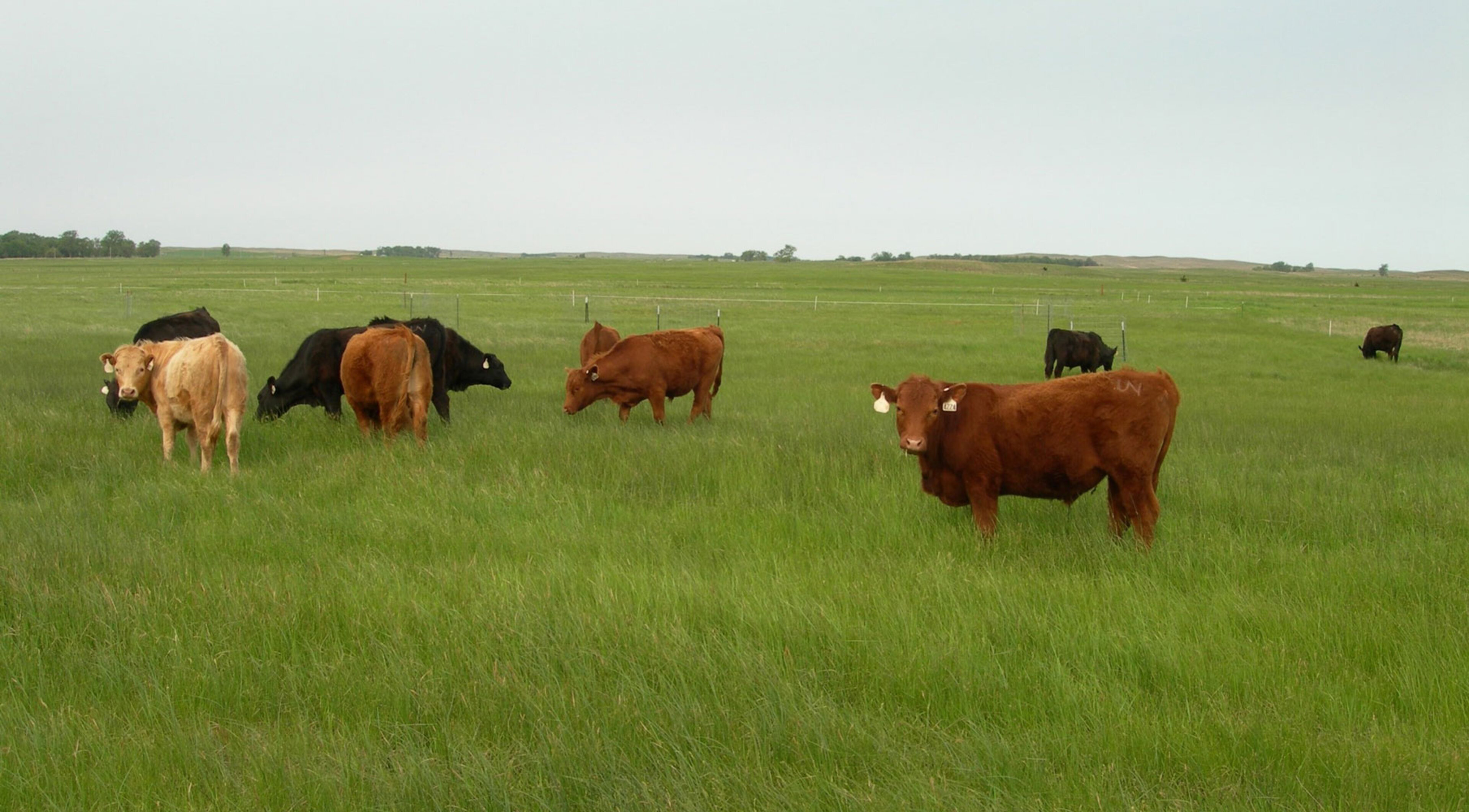 Barta Brothers Ranch Figure 4 | Eastern Nebraska Research, Extension ...